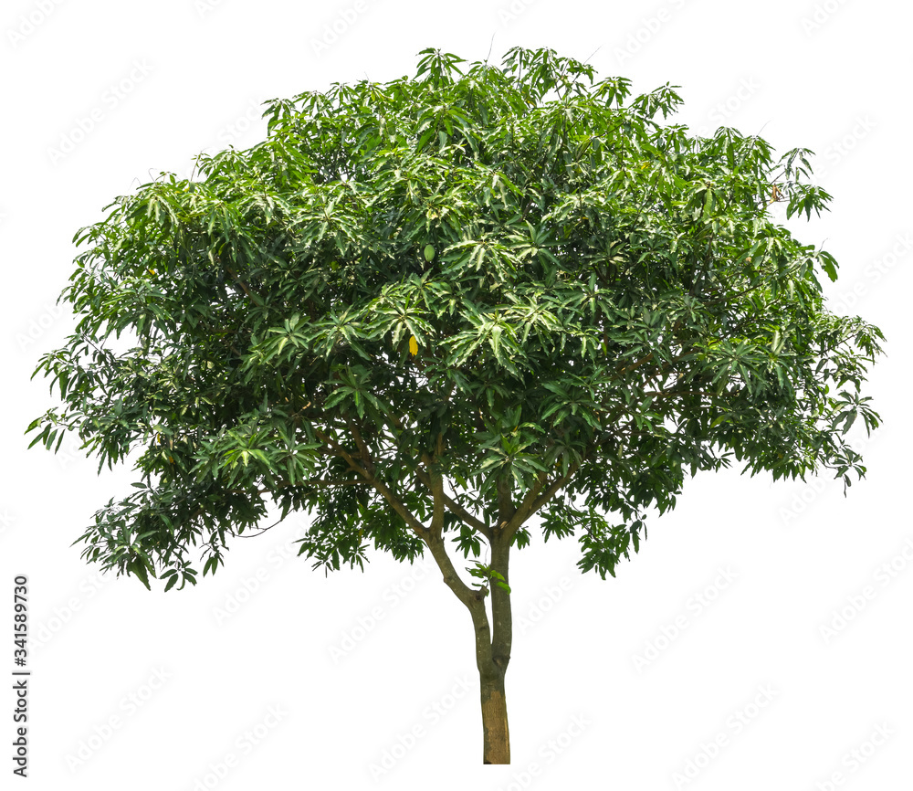Mango tree (Mangifera Indica) isolated on white background with ...