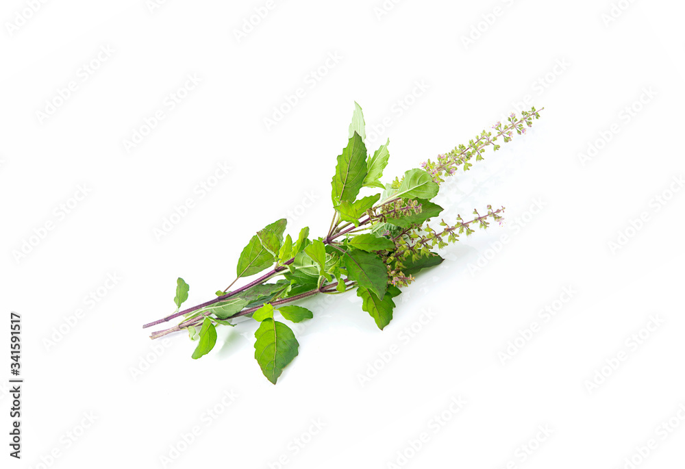 fresh holy basil isolated on white background Stock Photo | Adobe Stock