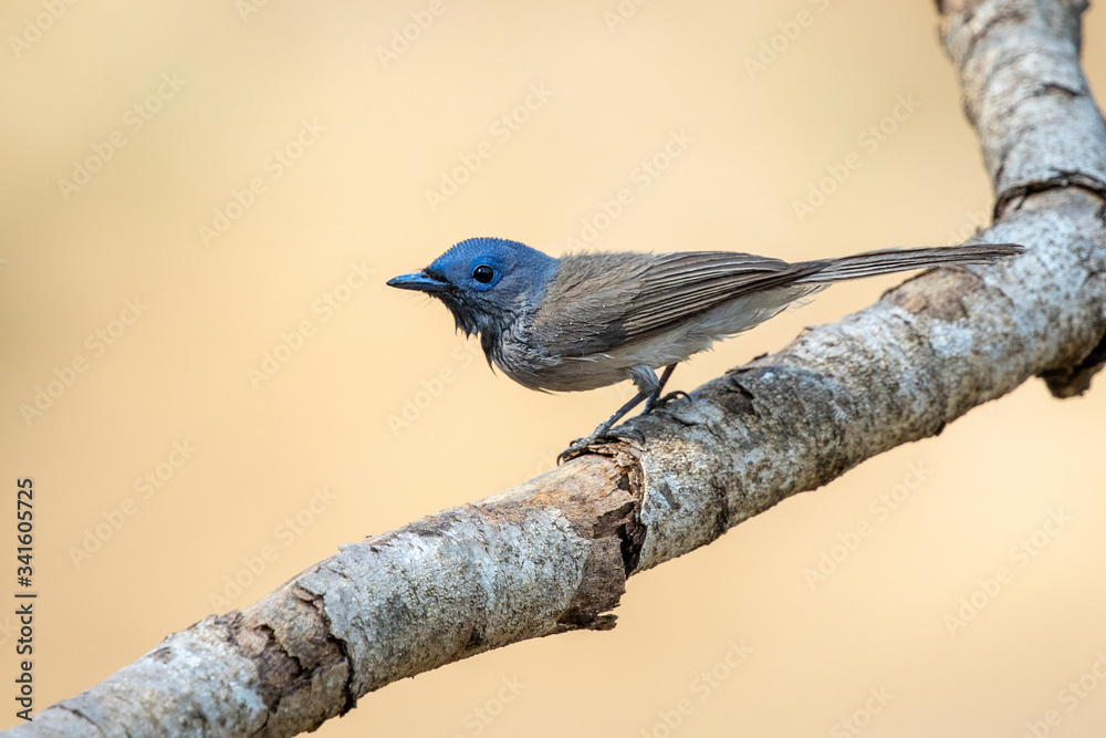 Image of Female Black-naped Monarch(Hypothymis azurea) on a tree branch ...