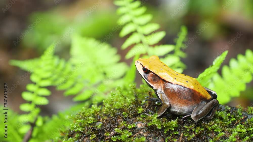 Bicolored frog from the Western Ghats of India in the semi ever green ...