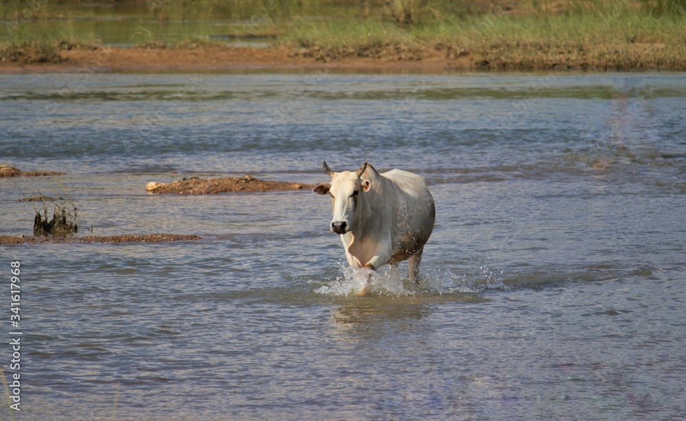 Cow Running or Walking in River Water in Bright Daylight in Horizontal ...