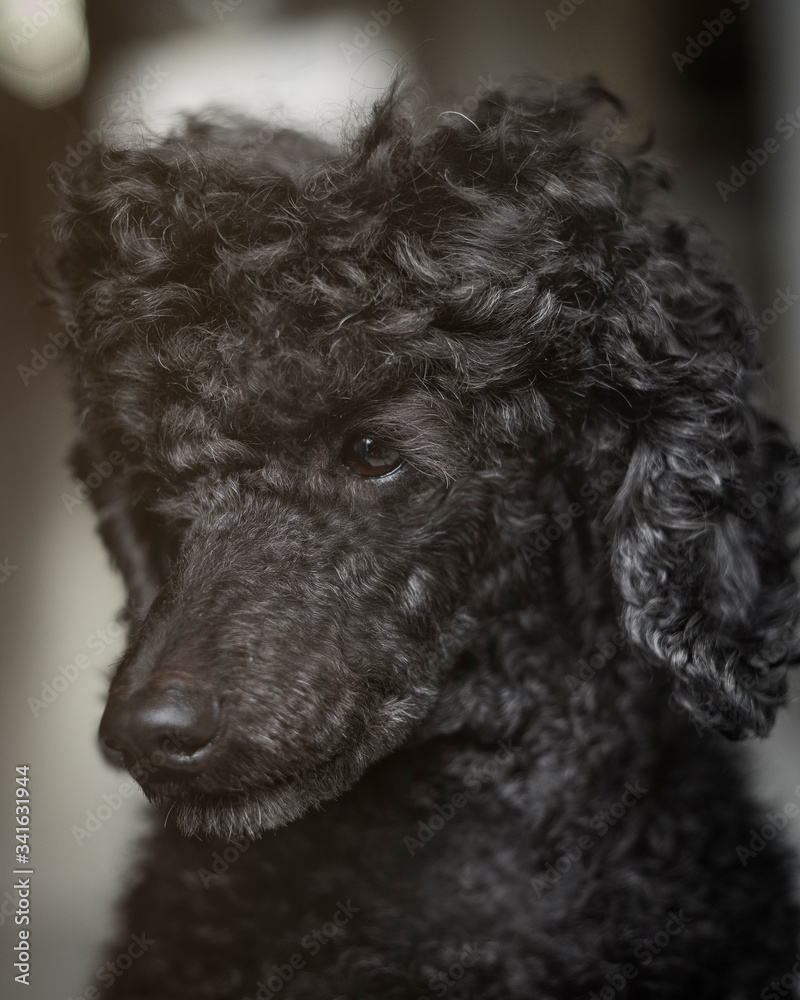 barboncino barbone cane poodle nero riccio riccioli ritratto Stock ...