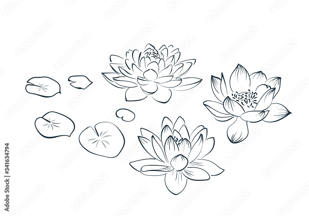 Japanese Lotus Drawing