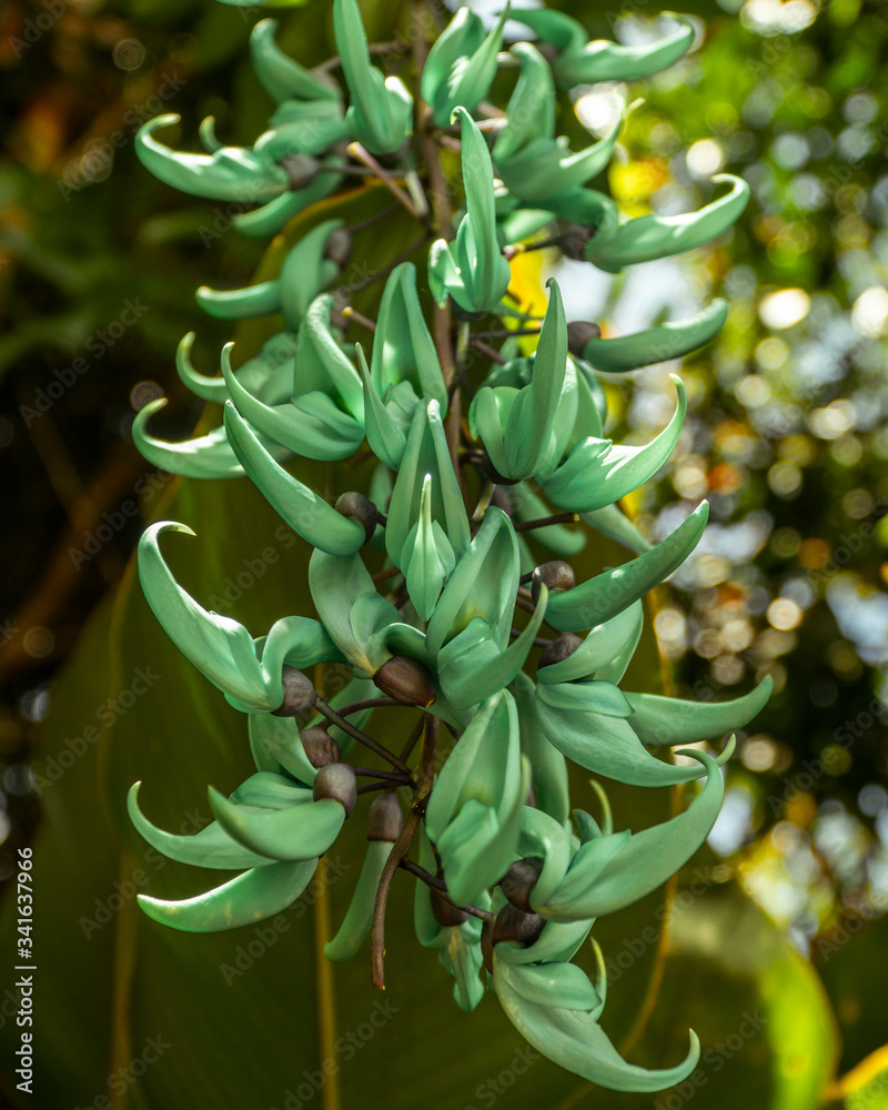 Strongylodon macrobotrys, Green jade vine, emerald vine or turquoise ...