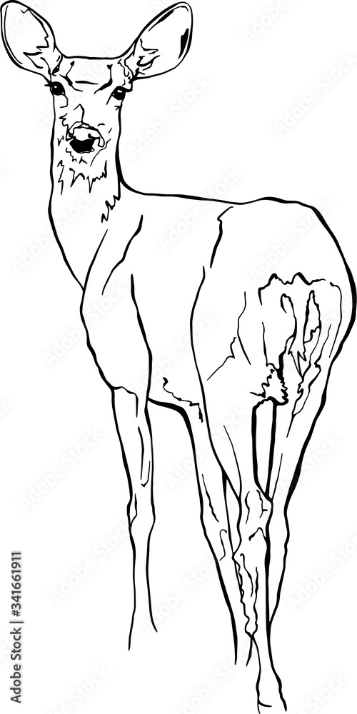 Black and White Line Drawing of a Doe Deer Looking Back To The Viewer ...