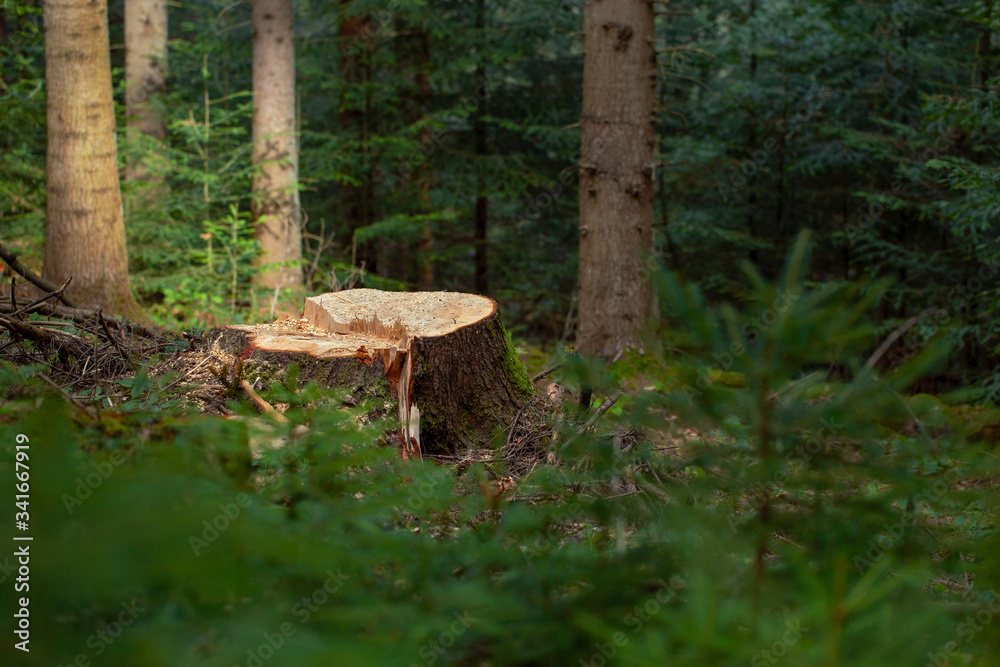 Deforestation concept. Stump of tree after cutting forest. Stump from ... Deforestation concept. Stump of tree after cutting forest. Stump from ...