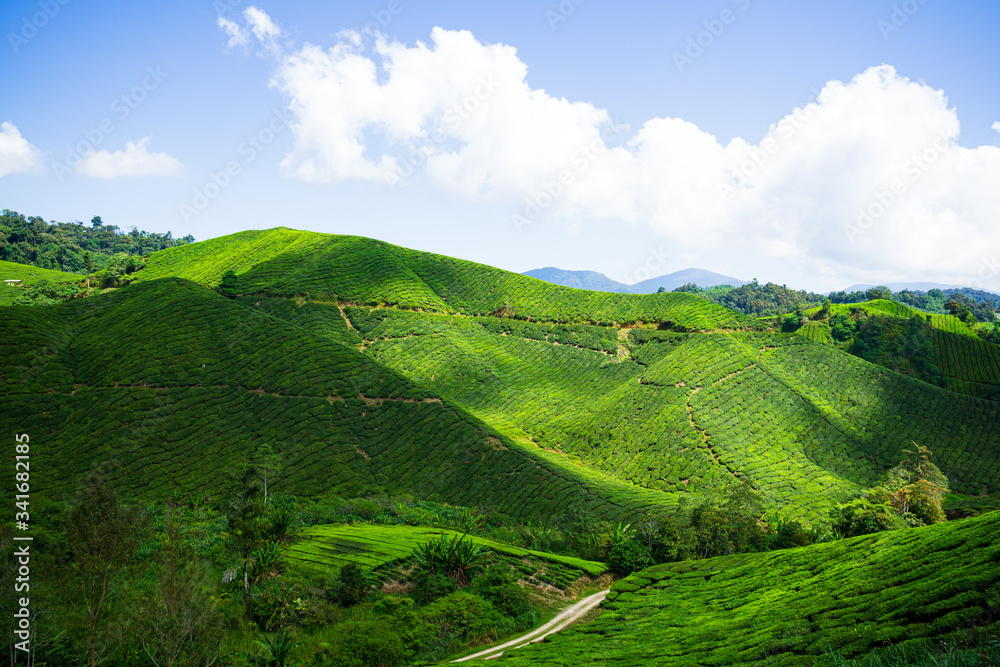 The Boh Tea Company was founded in 1929 and is one of the famous tea ...