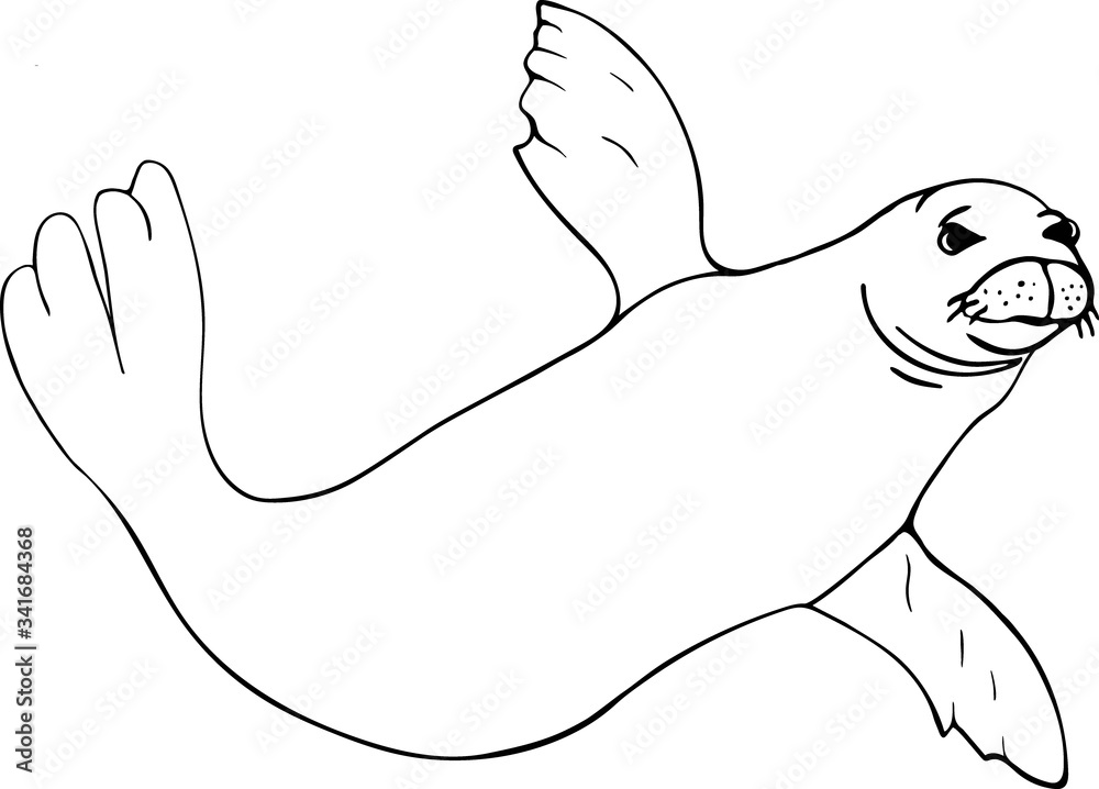 Hand drawn sketch of Monk Seal isolated on white background. Vector ...