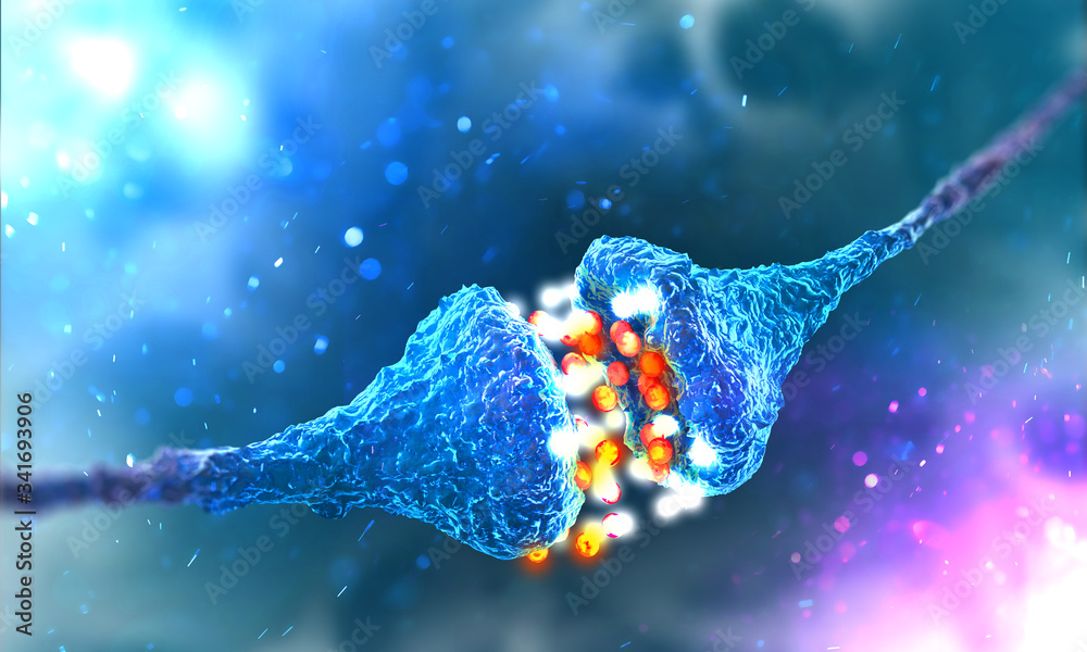 Synaptic transmission. Structure of a typical chemical synapse. 3D ...