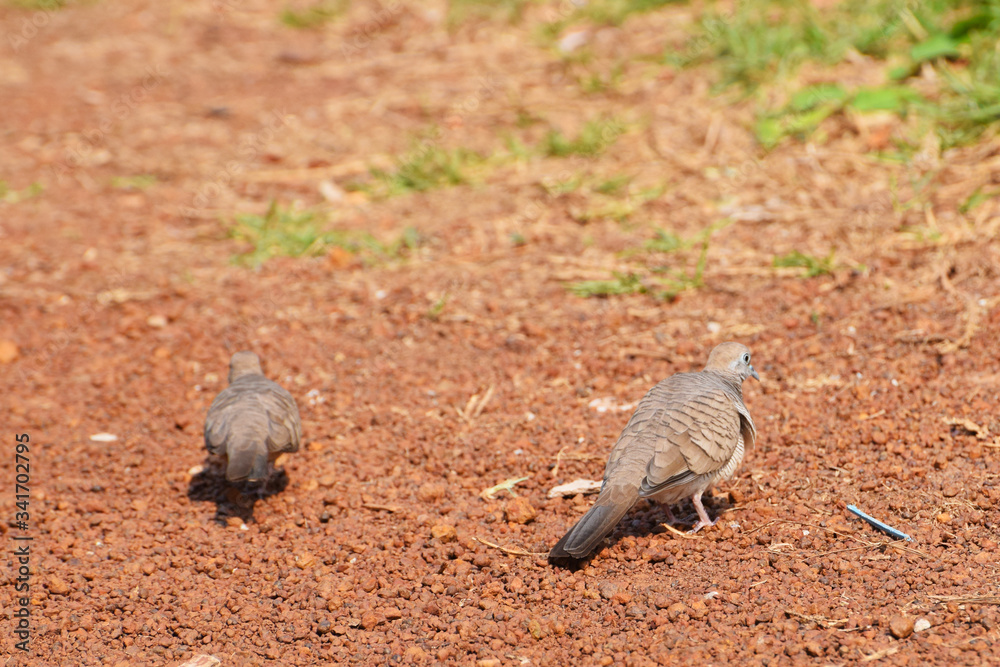 The zebra dove also known as barred ground dove, is a bird of the dove ...