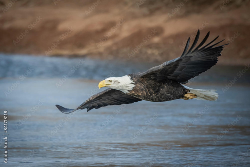 Bald eagle flying and soaring over the Mississippi River on a winter ...