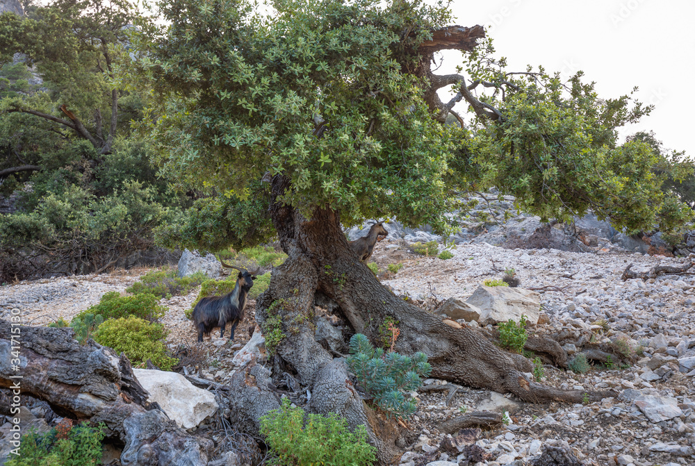 Old Evergreen Tree - Holm Oak, Quercus Ilex - and Two Sardinian Horned ...