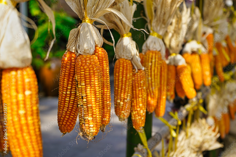 Hanging corn for drying, dry food background. Shot of a row of dried ...