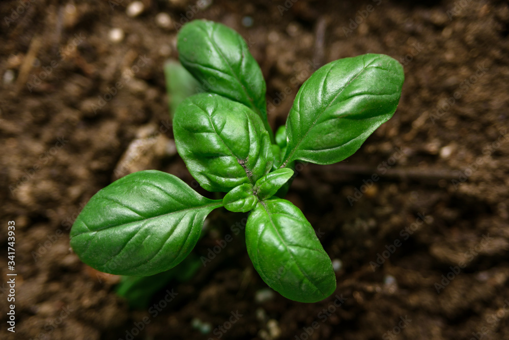 Pianta di basilico fresco, tipica pianta aromatica mediterranea Stock ...