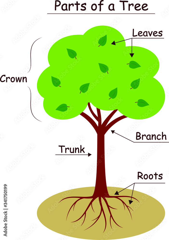 Tree Parts Vector Diagram Illustration Stock Vector | Adobe Stock