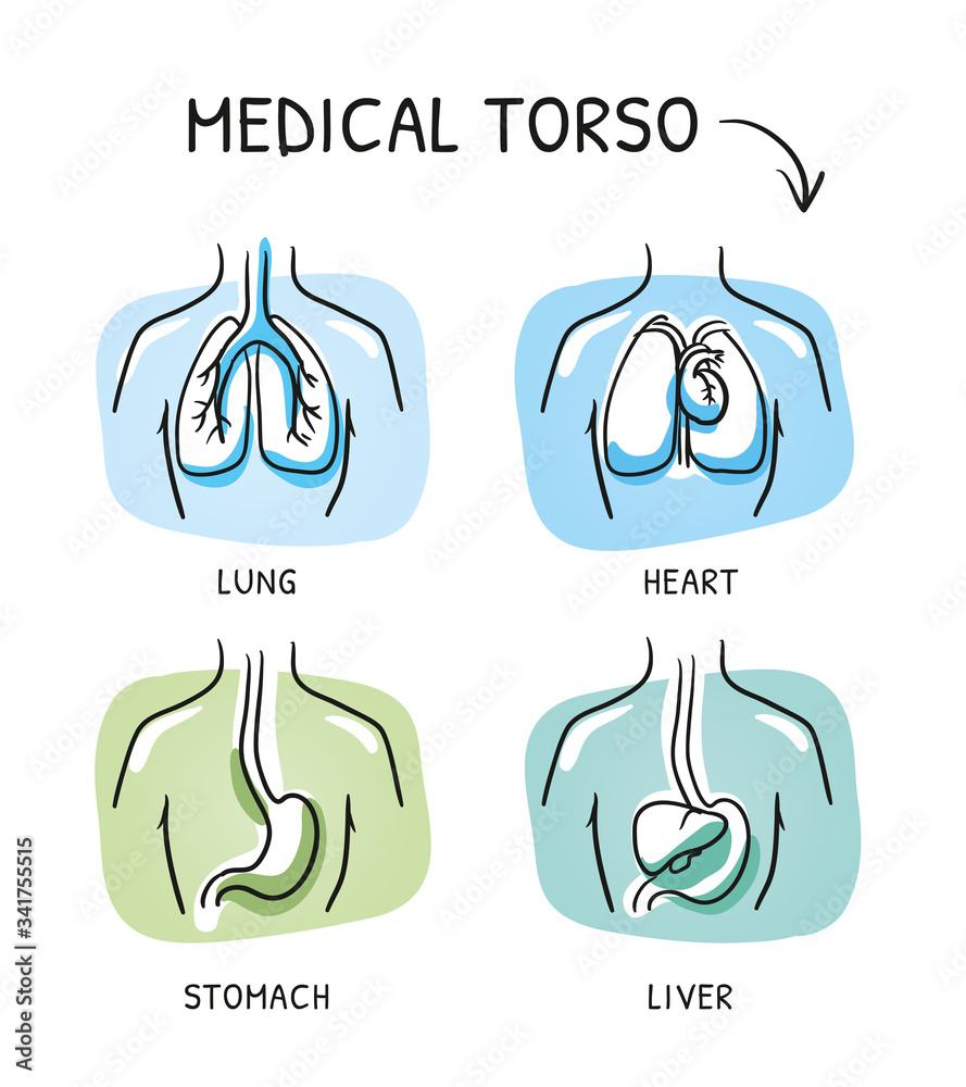 Set of different human inner organs in chest, for medical info graphics ...