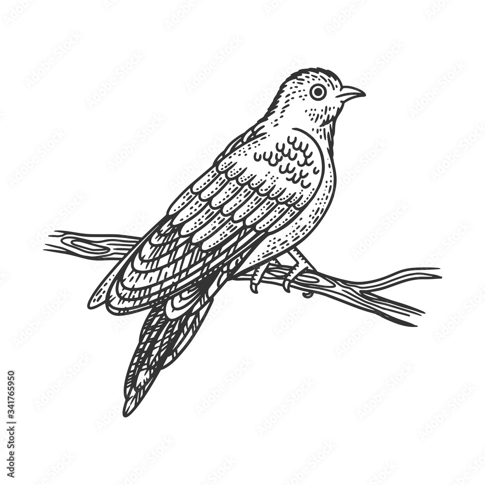Indian Cuckoo Bird Drawing