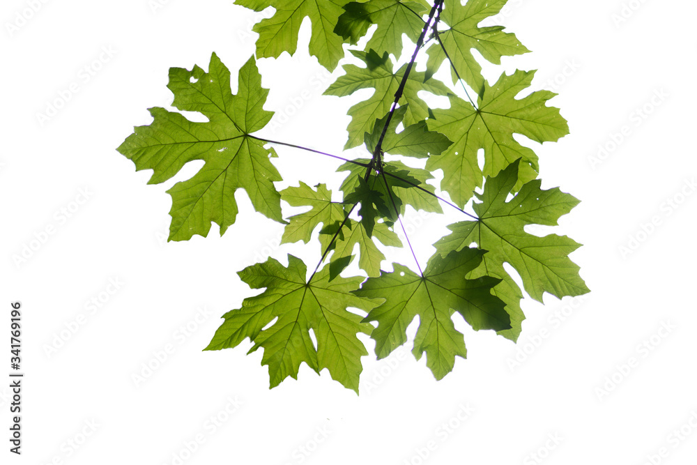 A branch with leaves of, California native, bigleaf maple tree ...