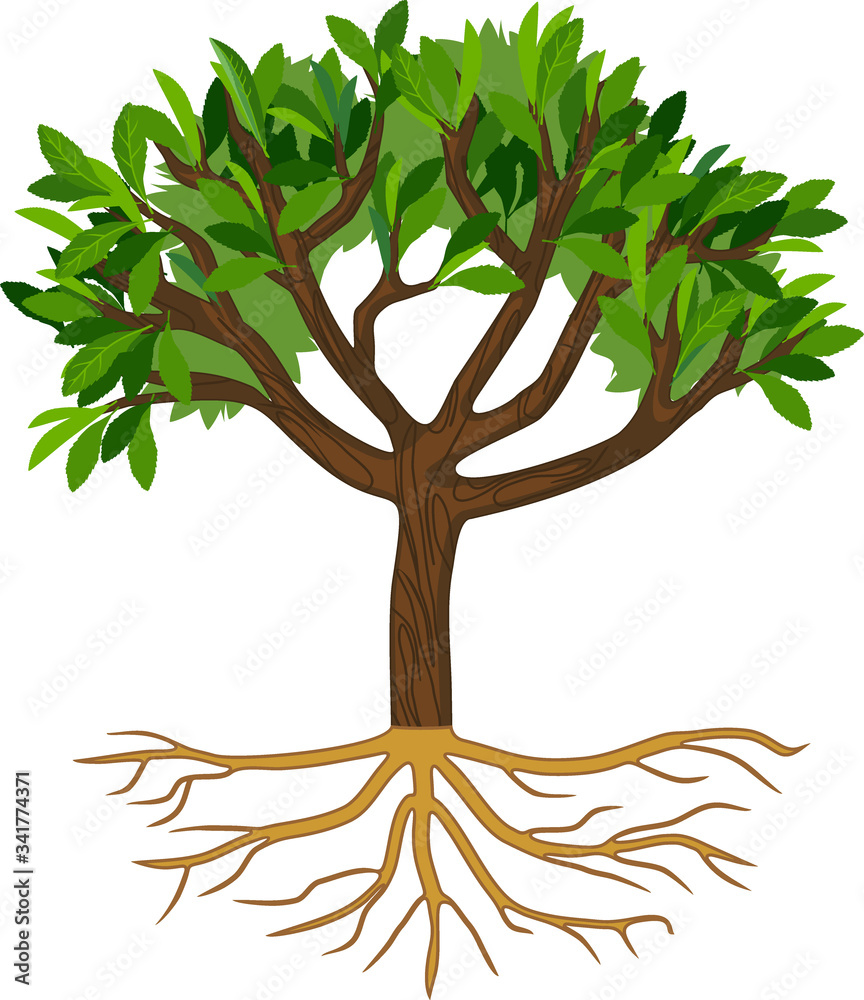 Cartoon tree with green leaves and root system isolated on white ...