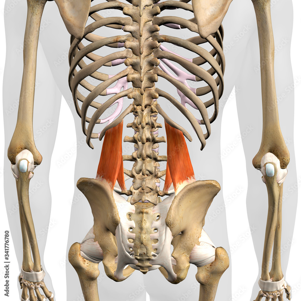 Quadratus Lumborum Muscles in Isolation Rear View of Upper Back Human ...