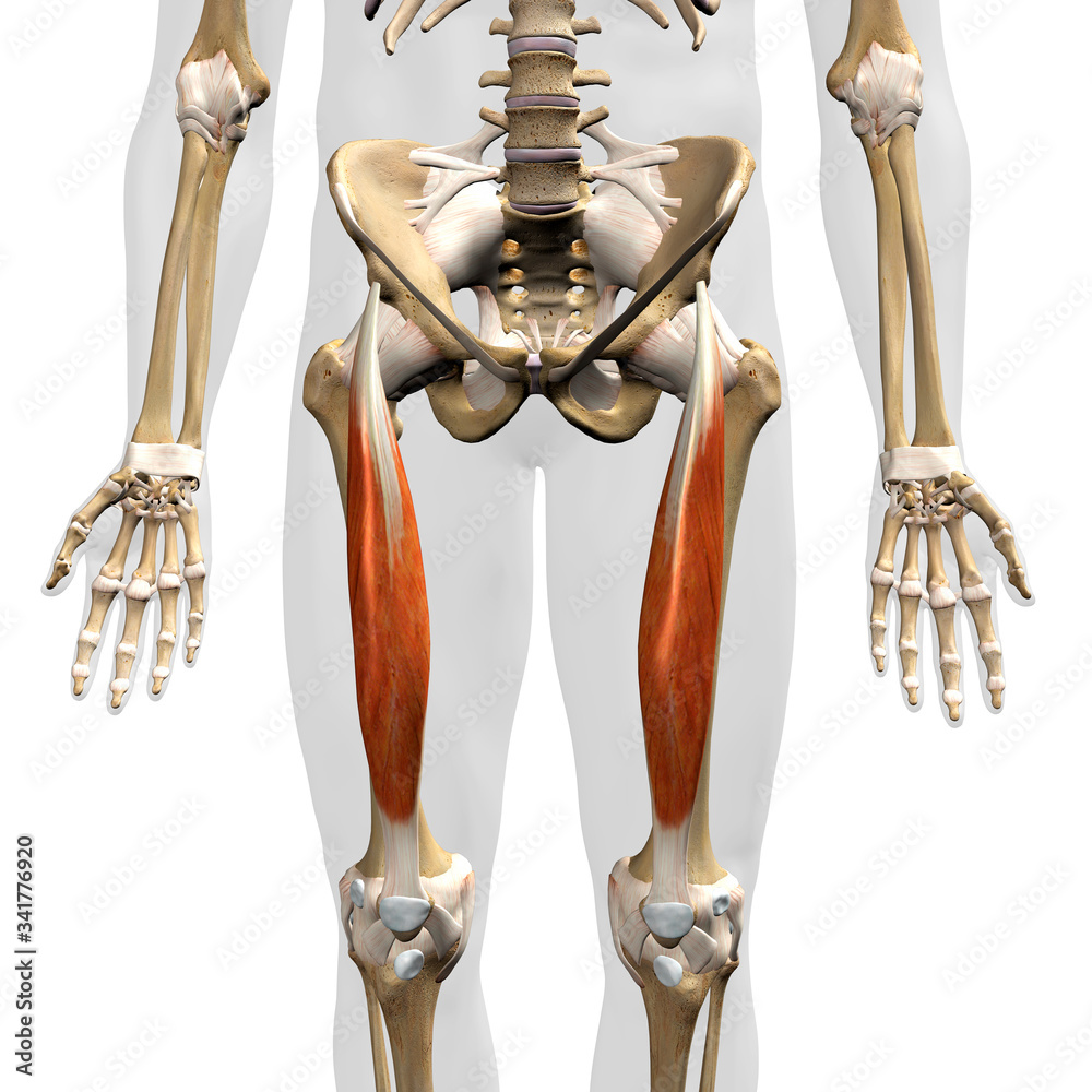 Rectus Femoris Muscle in Isolation Frontal View of Pelvis, Hip and Legs ...