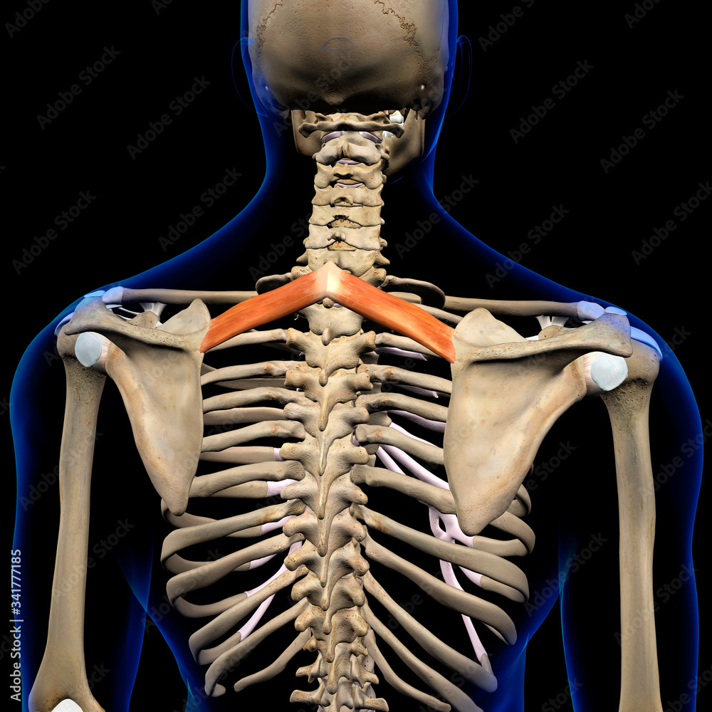 Rhomboid Minor Muscles in Isolation Rear View of Upper Back Human ...