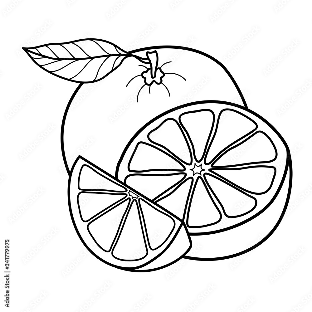 Linear drawing orange isolated on white background. Sketch for coloring ...