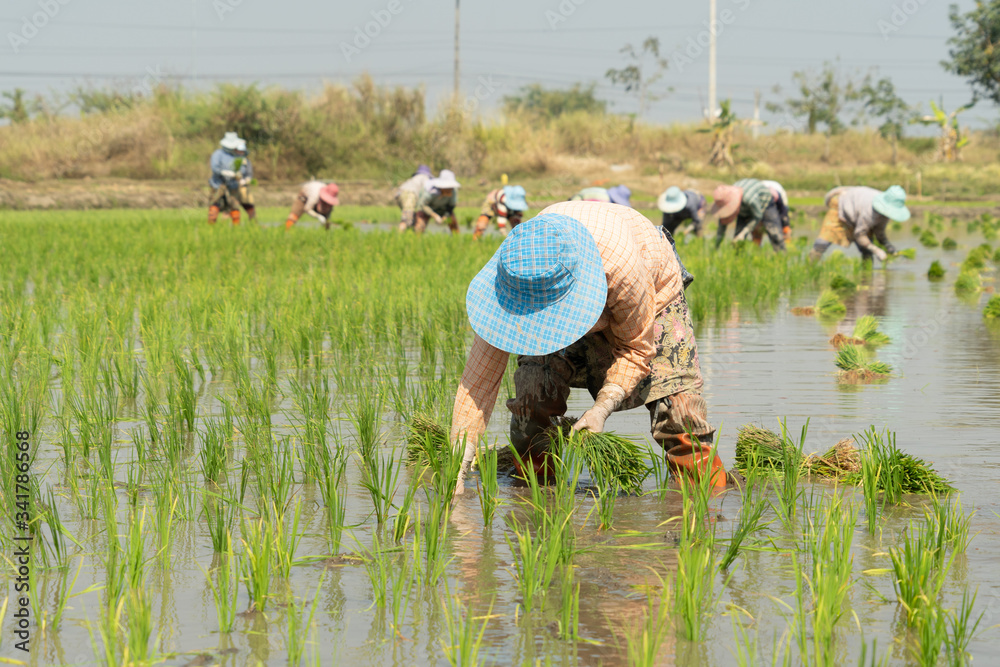 Traditional Method of Rice Planting.Rice farmers divide young rice ...