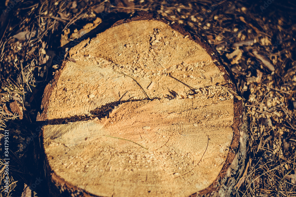 Wood texture. Brown background. Coniferous forest. A tree in the forest ...