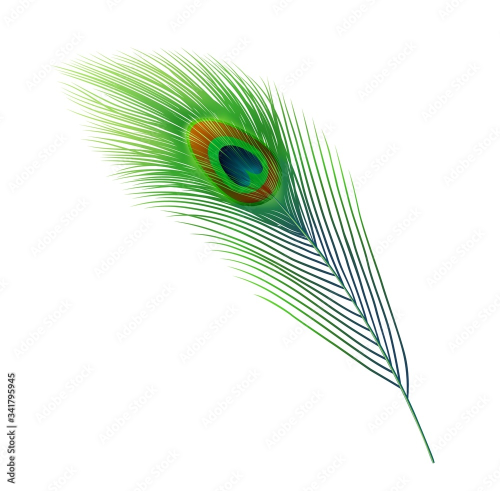 Peacock Tail Vector