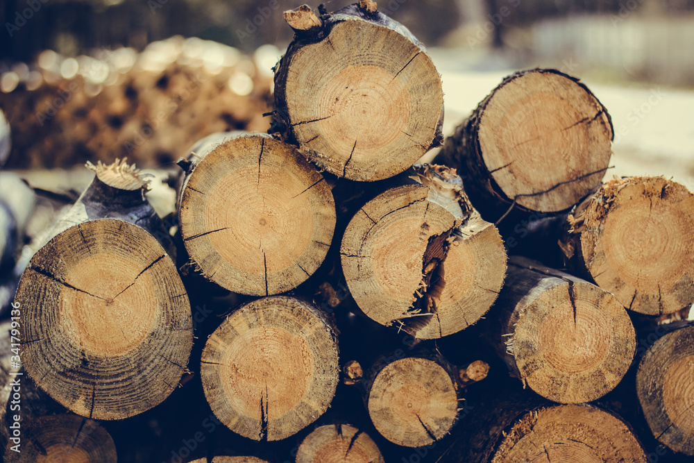 Felling a tree. Wooden logs from a pine forest, stacked in a forest ...