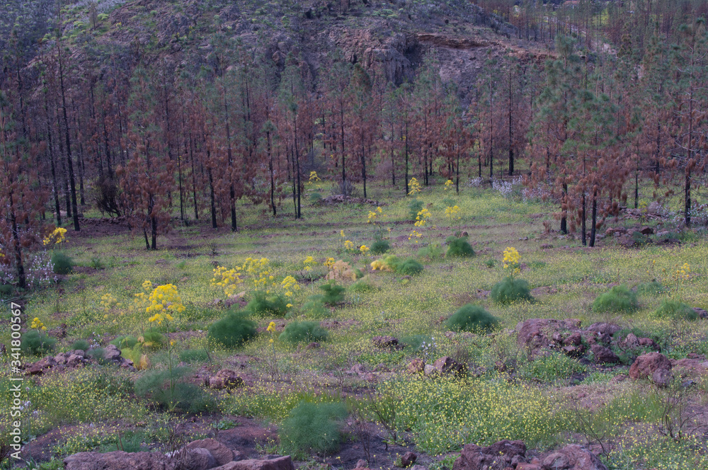 Burned forest of Canary Island pine Pinus canariensis and plants of ...