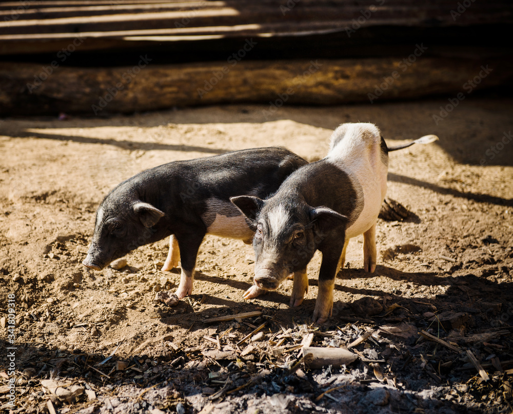 pigs in a farm in Ban Yang village, Laos, Southeast Asia Stock Photo ...