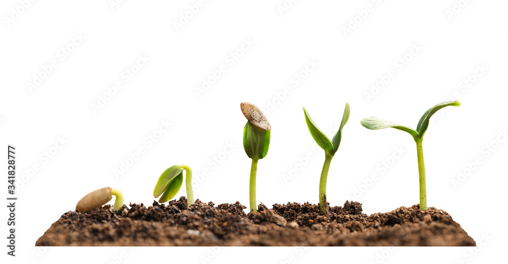 Stages of growing seedling in soil on white background Stock Photo ...
