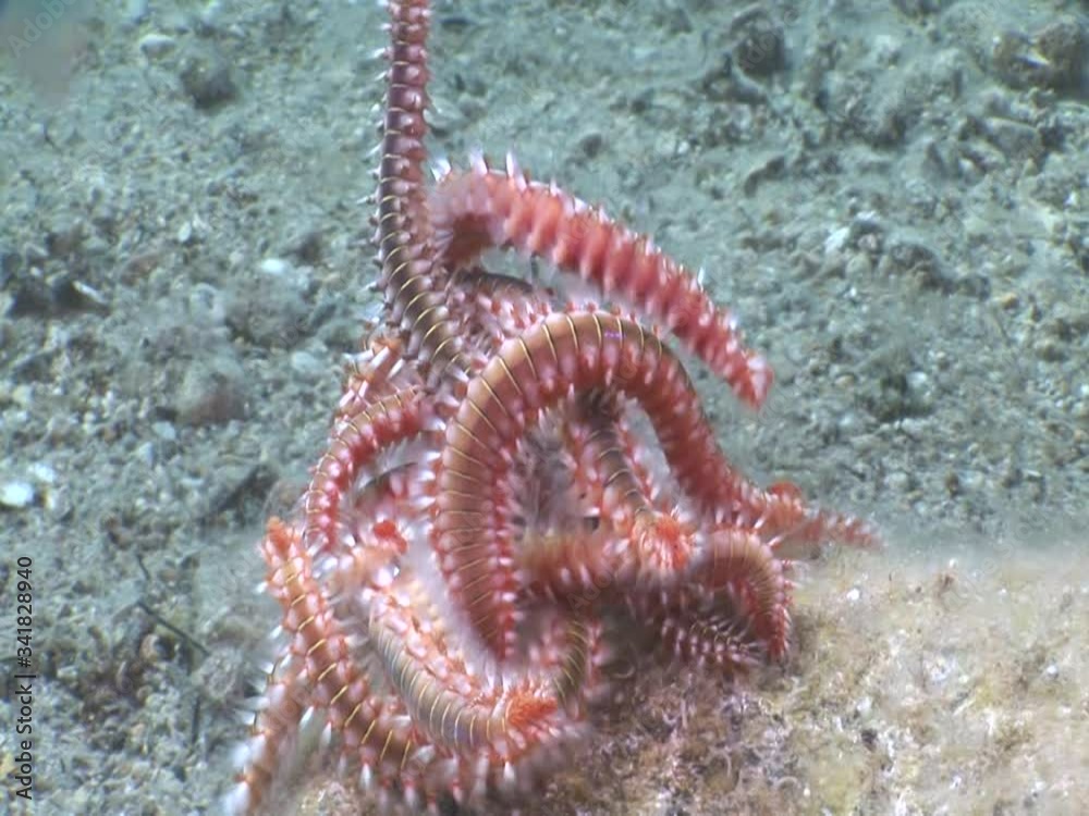 fireworm mating and spawning in groups underwater ocean scenery of fire ...