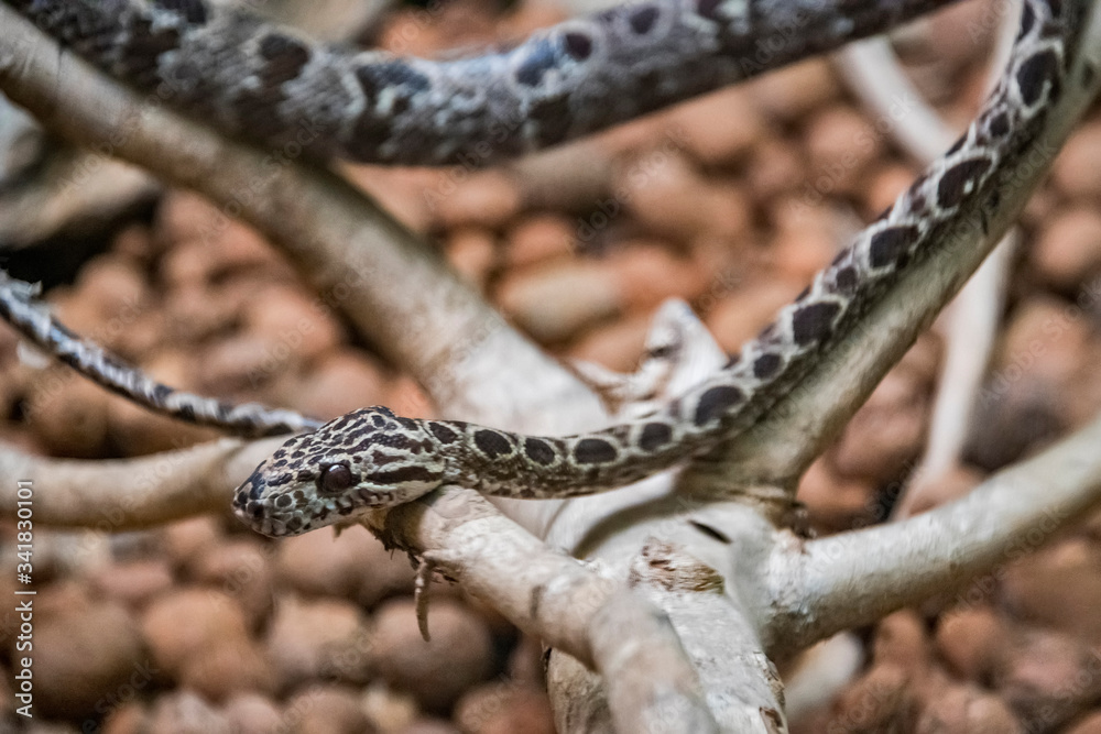 Amazon Tree Boa photographed in Santa Teresa, in Espirito Santo ...