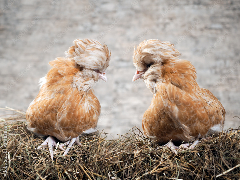 Rare exotic hens with large plumes on their heads Stock Photo | Adobe Stock