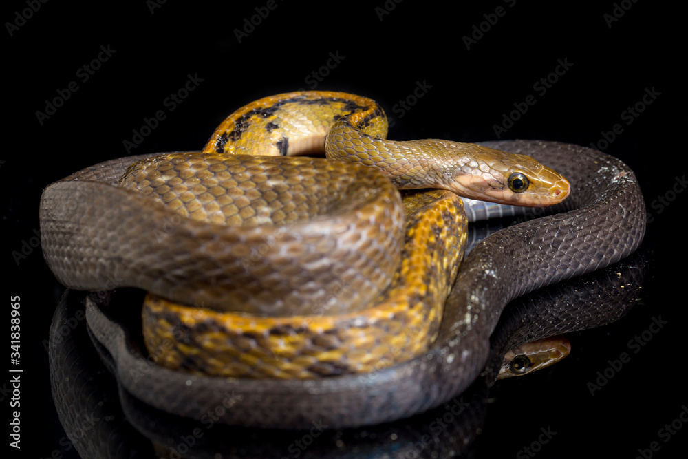 Coelognathus flavolineatus, the black copper rat snake or yellow striped snake, is a species of ...