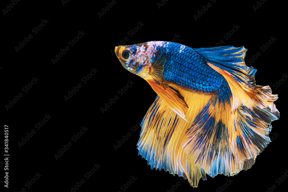 Blue And Yellow Betta Fish