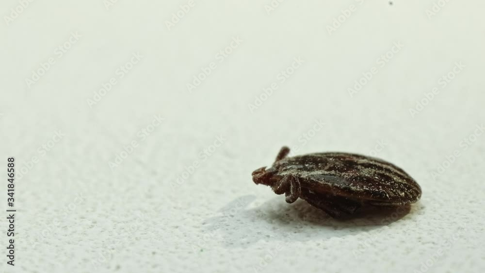 Set. Dermacentor Reticulatus On White Paper Background. Also Known As ...