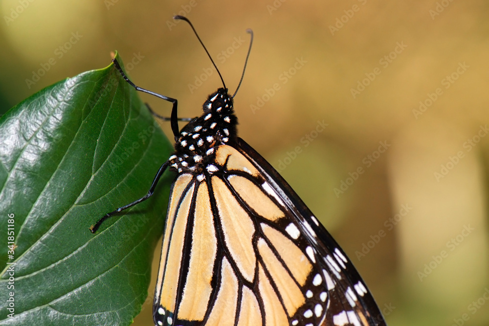 Wonderer Butterfly also known as Danaus plexippus. Stock Photo | Adobe ...