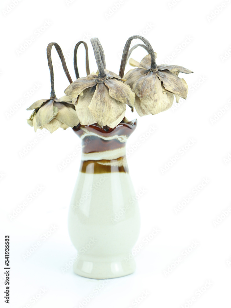The lotus flower withered in a vertical vase isolated on a white ...