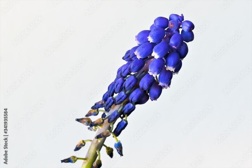 Schöne Perlhyazinthe vor weißem Hintergrund - Die kleinen Träubchen der ...