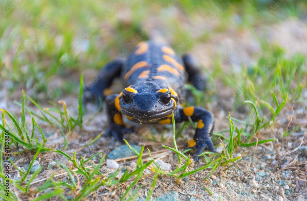European fire salamander (Salamandra salamandra), a black yellow ...