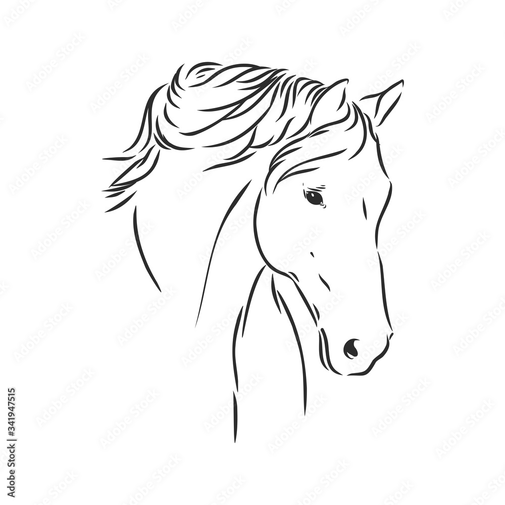 realistic horse portrait vector illustration, horse portrait, horse ...