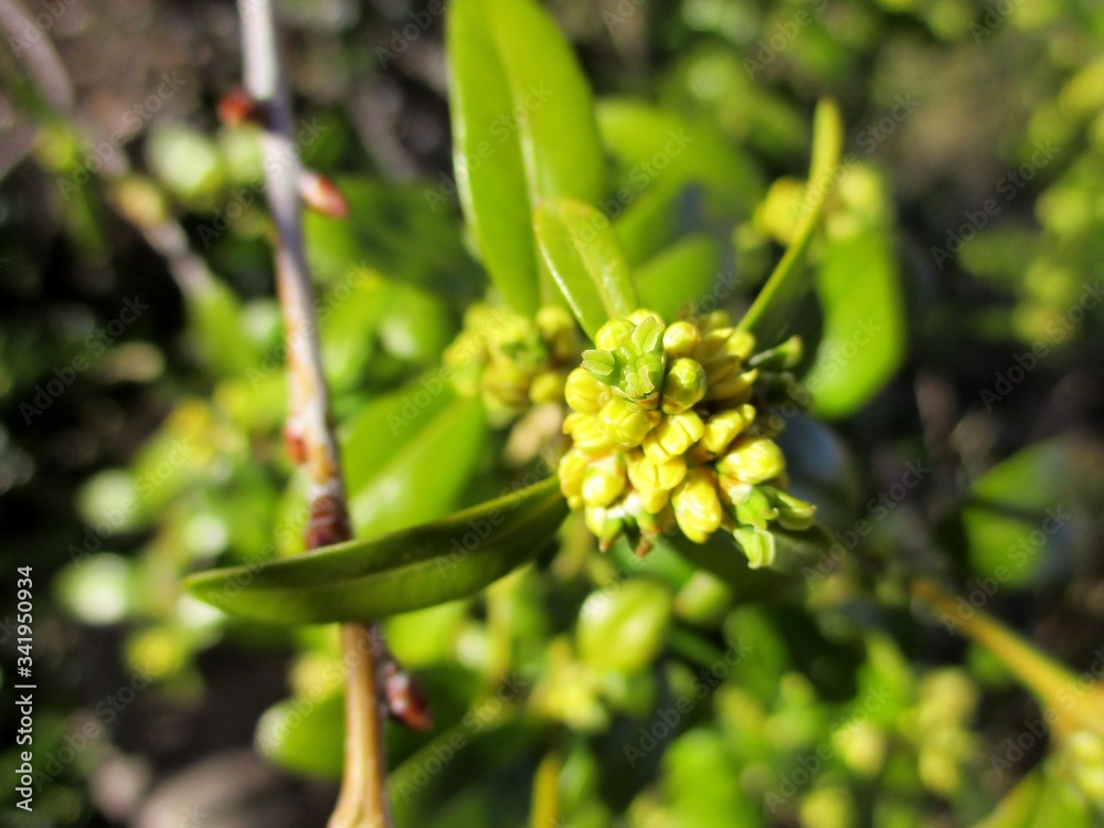 Common boxwood (buxus sempervirens). Leaves and flowers in close-up ...
