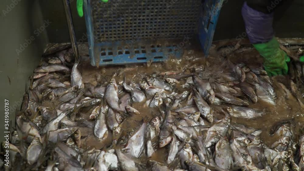 Pull out fresh fish at the fish factory. The process of salting fish ...
