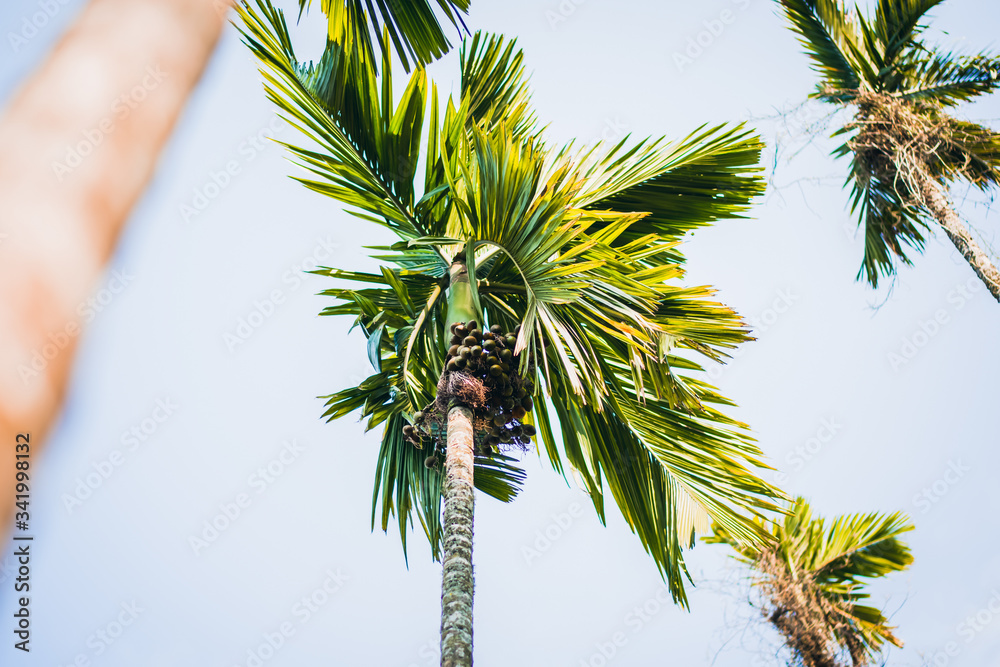 Supari Tree In English