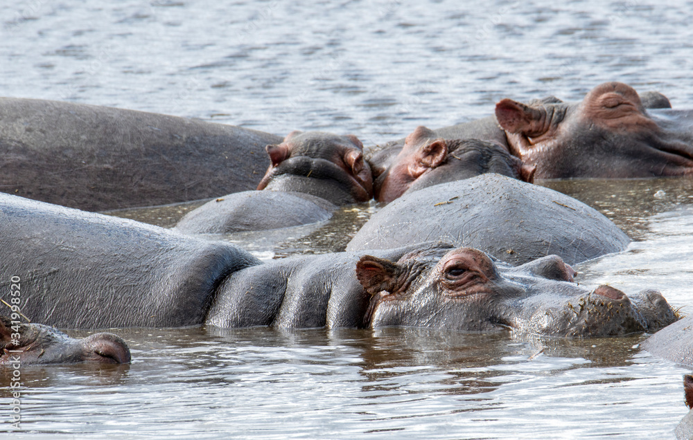 Huge hippo in the Ngorongoro National Park, Tanzania Stock Photo ...
