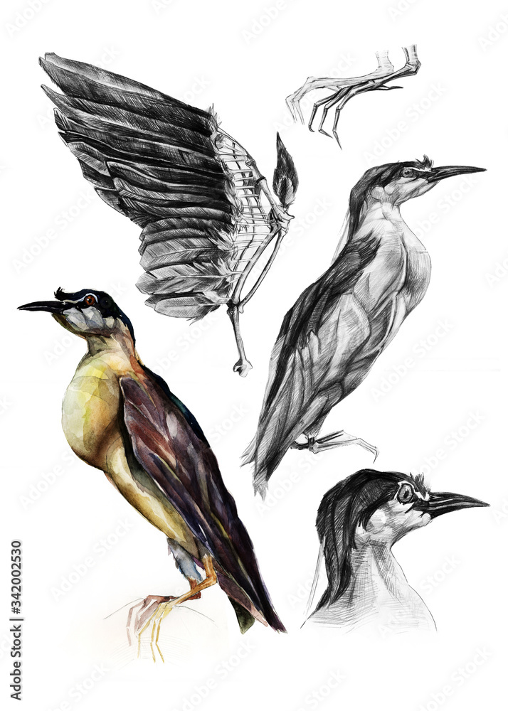 Birds With Legs On Head